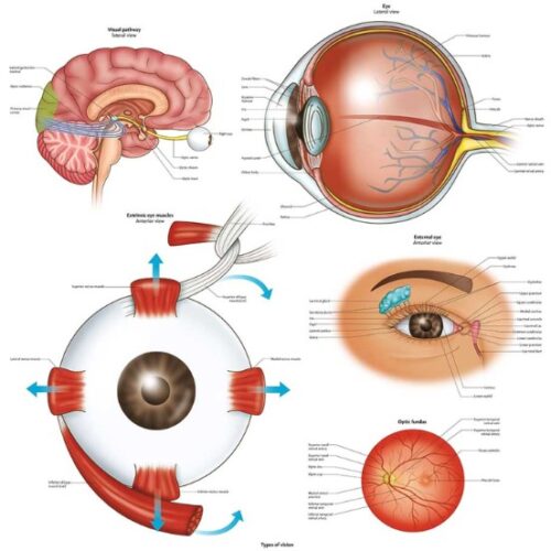 Anatomical Chart & Models - Elite Scientific & Meditech Co.